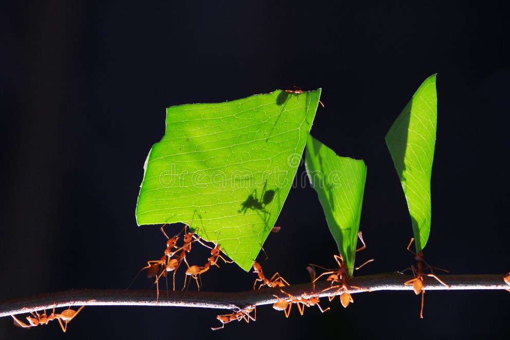 Formiche degli operai. immagine stock. Immagine di studio - 23372469
