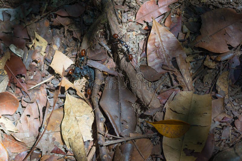 Formiche del Borneo fotografia stock. Immagine di formica - 44702428