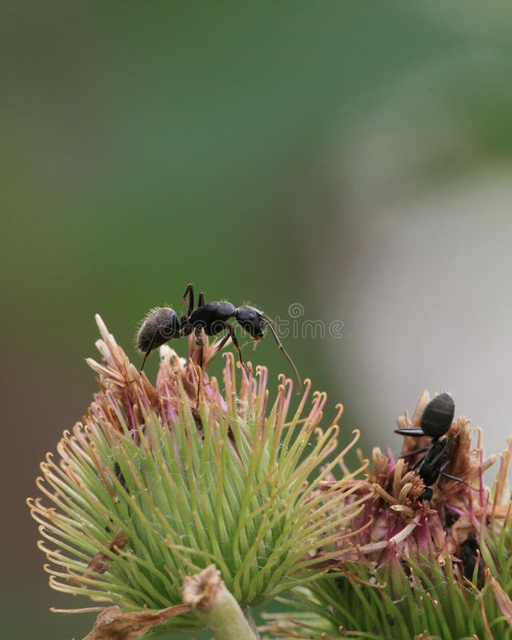Una Formica Nera Di Vista Laterale Del Carpentiere Che Muove ...