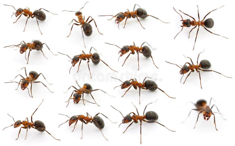 Formiche della foresta immagine stock. Immagine di bianco - 61818417