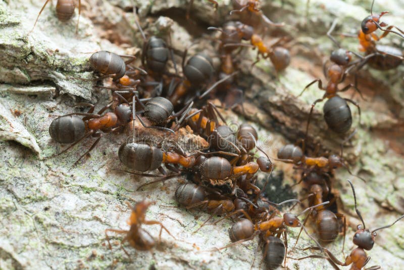 Formica Di Legno, Formicaio Della Formica Sul Troncone Bruciato ...