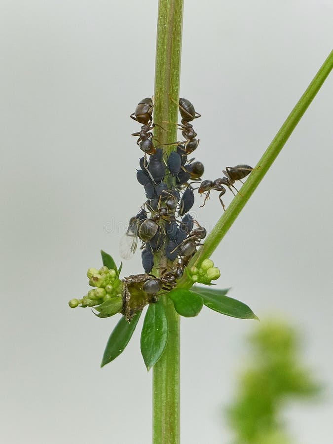 Formiche E Lavoro Di Squadra Degli Afidi Immagine Stock - Immagine di ...