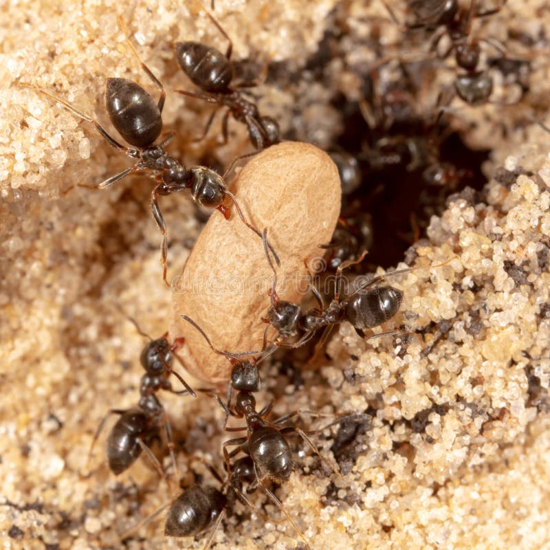 Formiche Ed Uova Formiche In Natura Immagine Stock - Immagine di ...