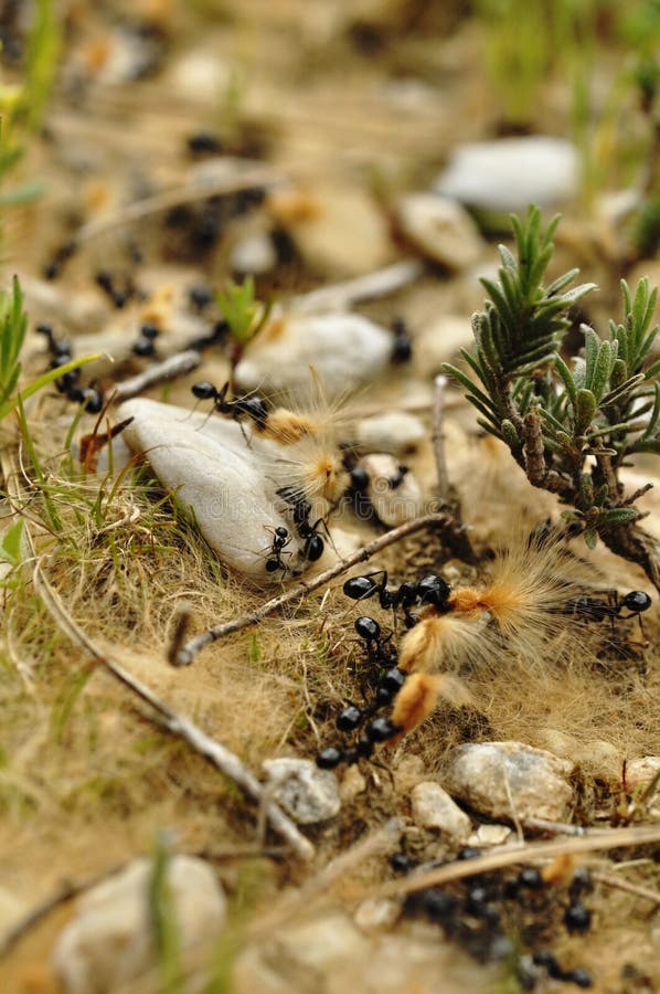 Formiche Nere in Deserto Vicino Ad Un Formicaio Le Formiche Dello ...