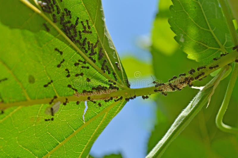 Formiche Nere in Deserto Vicino Ad Un Formicaio Le Formiche Dello ...