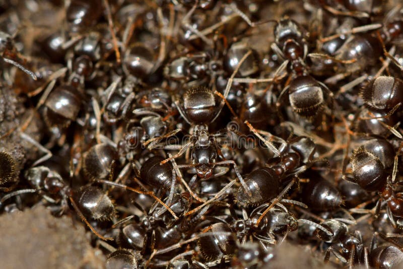 Formiche Nere Ebano (fuliginosus Di Lasius) Fotografia Stock - Immagine ...