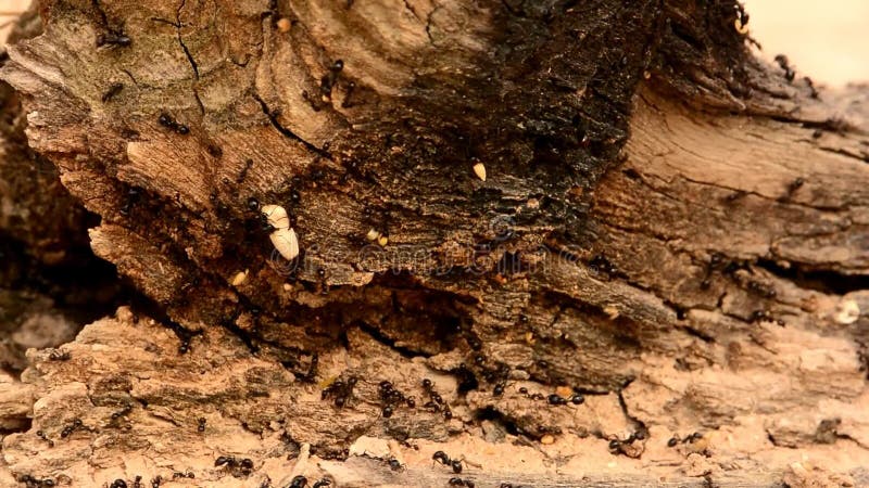 Formiche nere su legno archivi video. Video di caotico - 116533153
