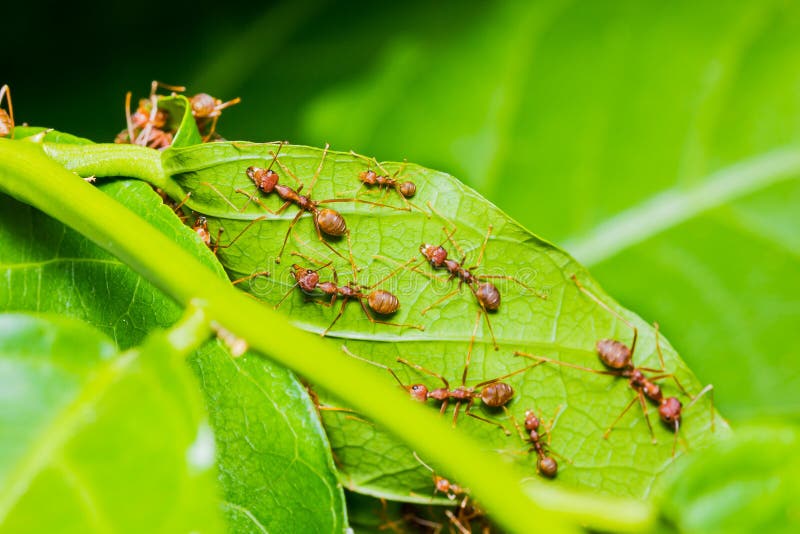Formiche rosse immagine stock. Immagine di danni, formica - 27142059