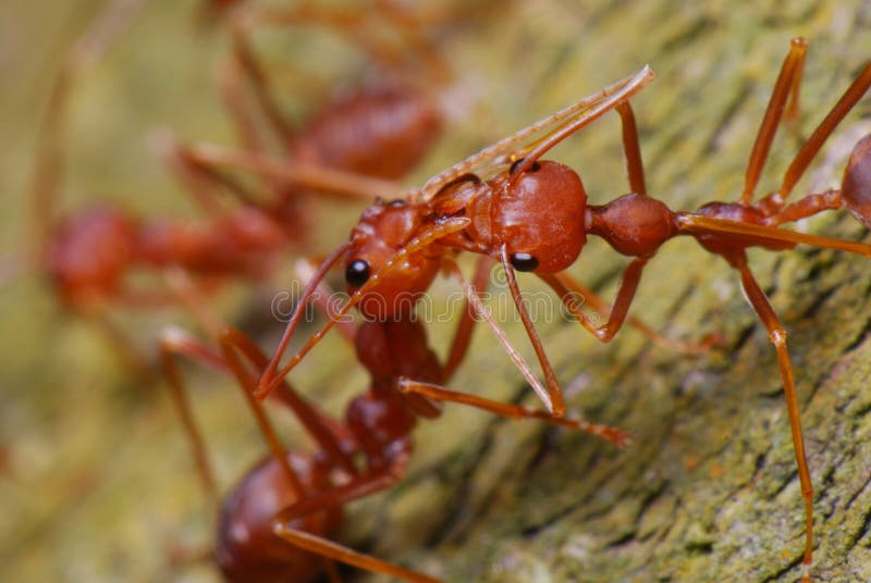 Formiche Soldato E Operaie, Pericolo Fotografia Stock - Immagine di ...