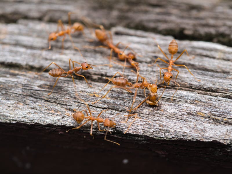 Formiche Rosse Che Camminano Su Un Ponte Di Legno Fotografia Stock ...