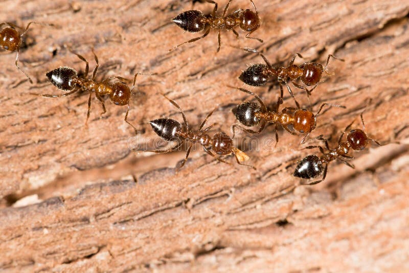 Formiche Su Legno Primo Piano Immagine Stock - Immagine di nero ...