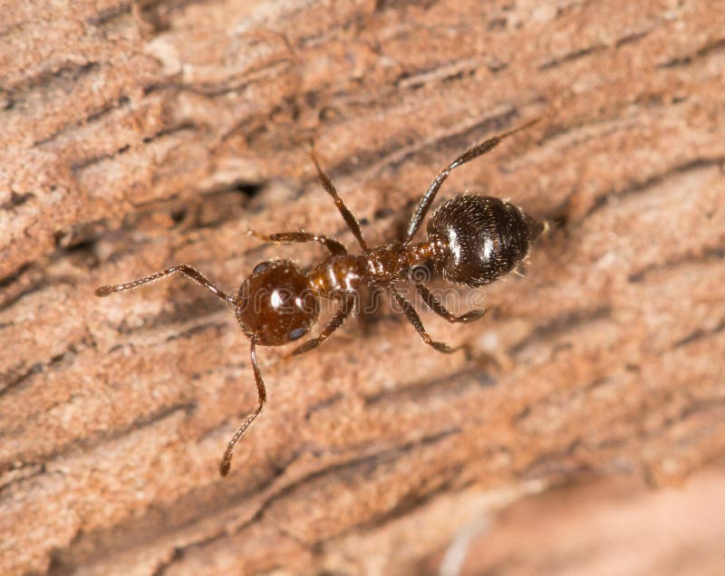 Formiche Su Legno Primo Piano Immagine Stock - Immagine di nero ...