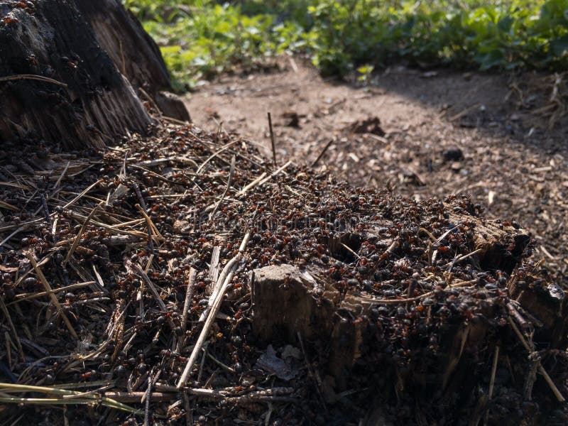 Formiche Sul Formicaio Vicino Al Ceppo Fotografia Stock - Immagine di ...