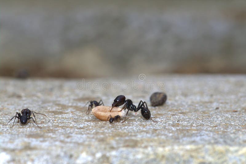 Formiche sul lavoro immagine stock. Immagine di animale - 43055099