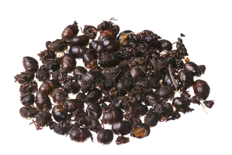 Formiche Volanti Arrostite Commestibili Isolate Su Fondo Bianco ...