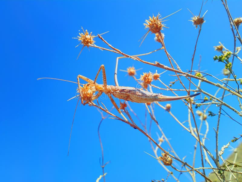 Formidable Insect. Armed with Thorns Huge Locust Stock Photo - Image of ...