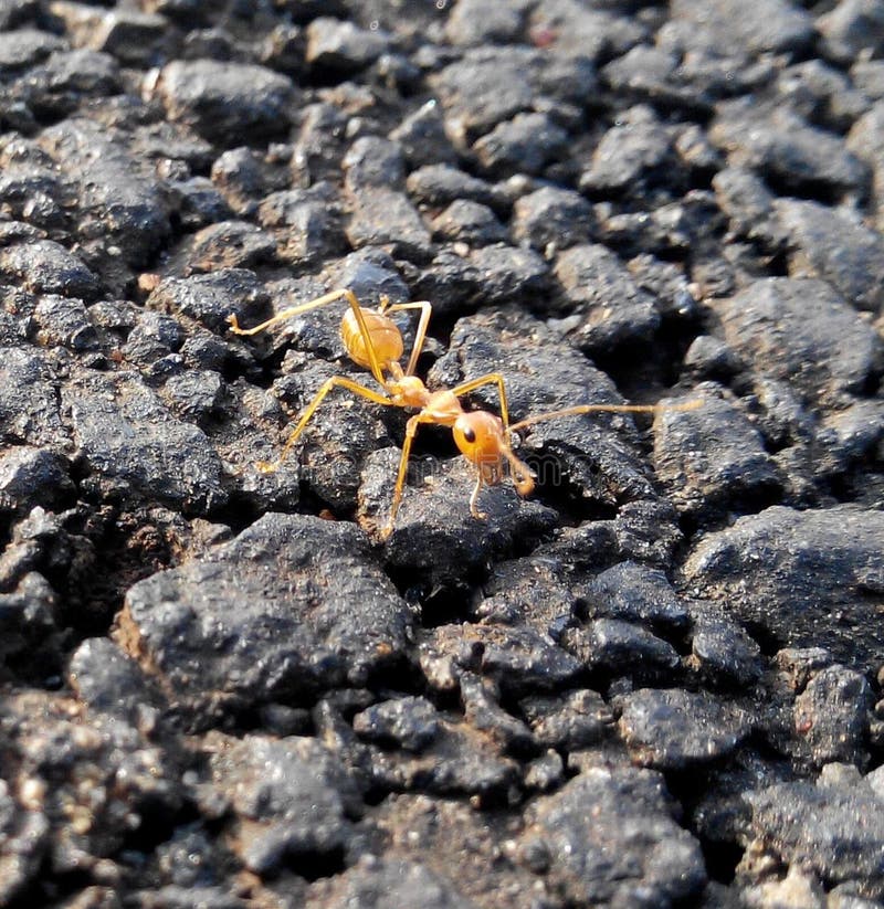 Formiga de solo imagem de stock. Imagem de formigas, folha - 5700579
