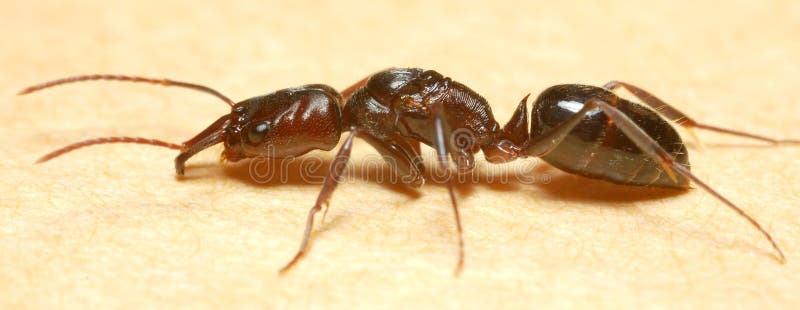 Formiga imagem de stock. Imagem de fotografia, macro, insetos - 4185067