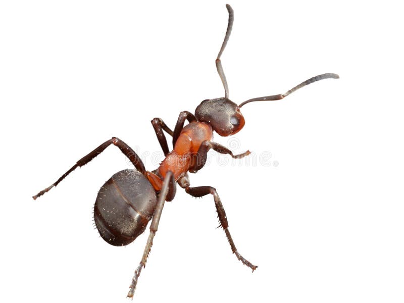 Formiga isolada imagem de stock. Imagem de praga, rastejar - 17599549