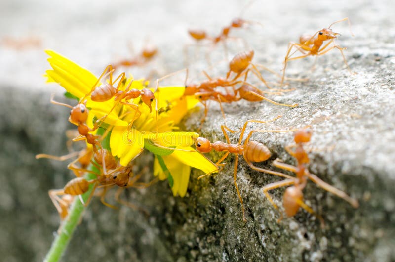 Formiga foto de stock. Imagem de alimento, isolado, folha - 75669988