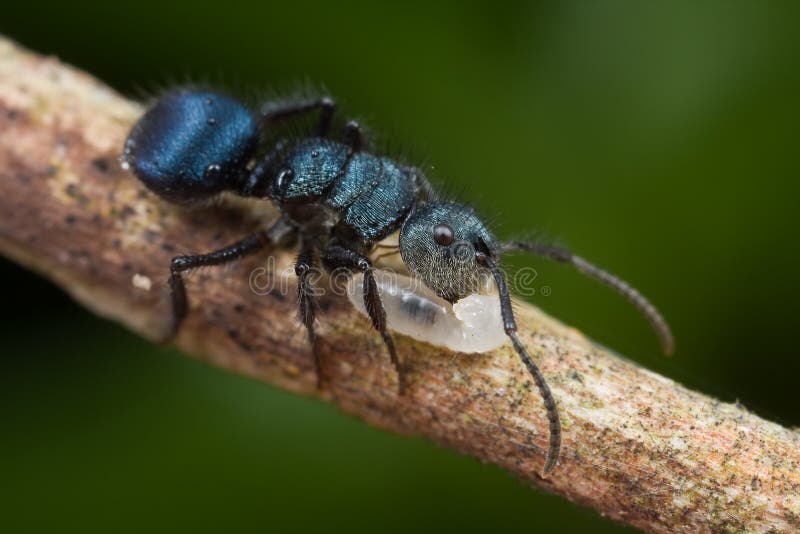 Formiga azul com larva imagem de stock. Imagem de vara - 13450139