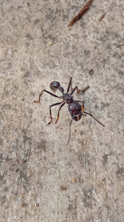 Formiga Bala Da Amazona Para a Paraponera Da Selva Imagem de Stock ...