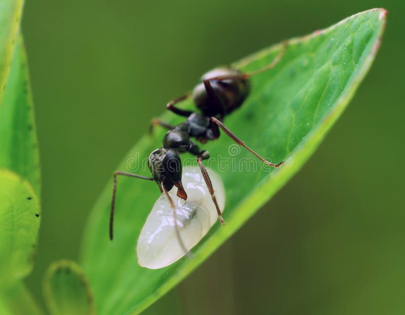 Formiga com larva imagem de stock. Imagem de cuidados - 10324505