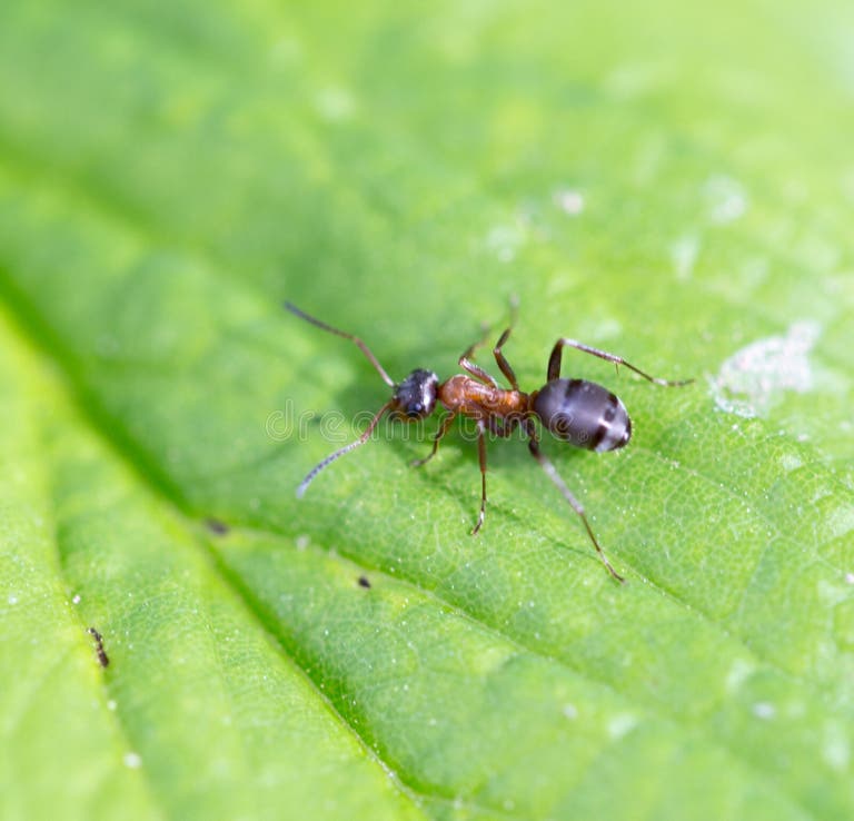 Formiga Da Bala Na Selva Do Rio Dos Amazonas Imagem de Stock - Imagem ...