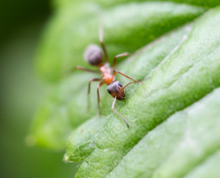 Formiga Da Bala Na Selva Do Rio Dos Amazonas Imagem de Stock - Image of ...