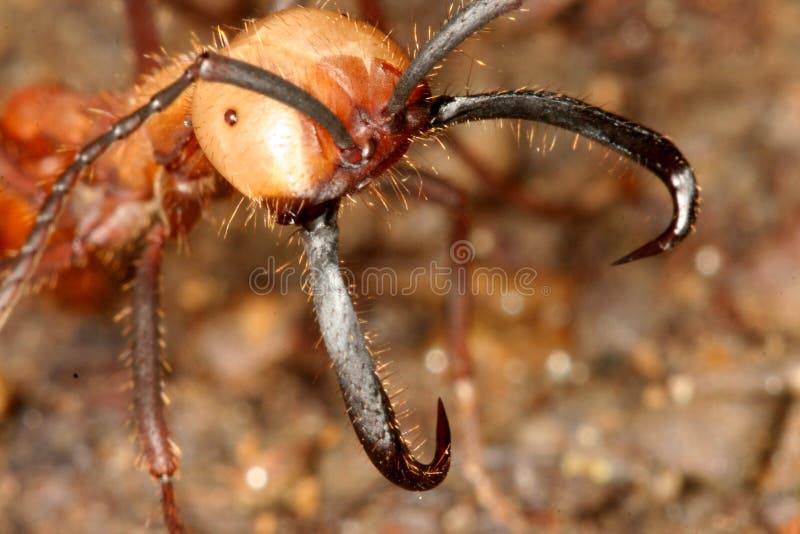 Formiga-soldado imagem de stock. Imagem de formigas, soldado - 9368343