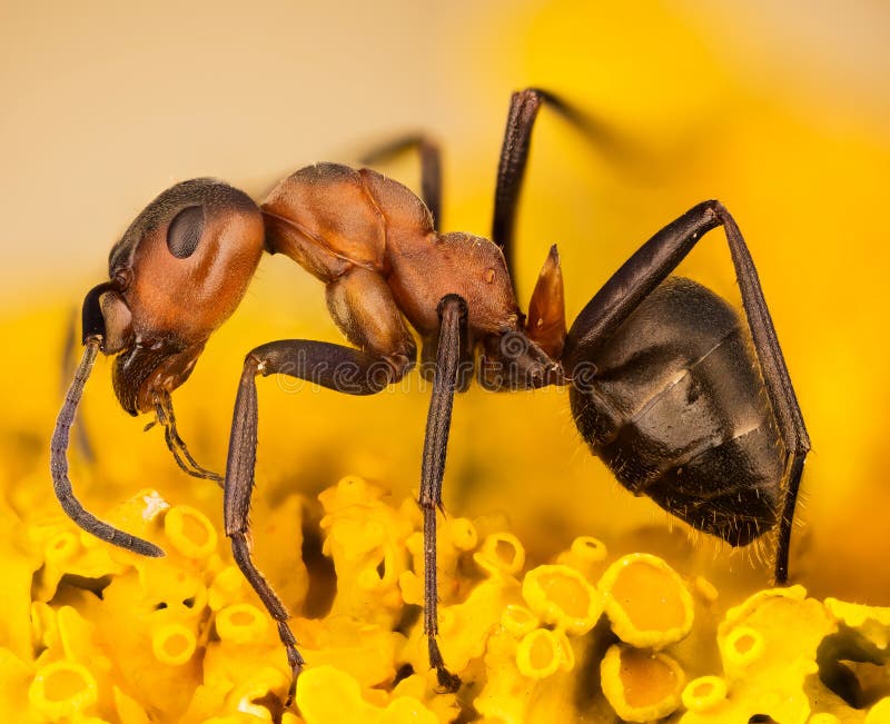 Formigas foto de stock. Imagem de formigas, monte, animais - 19285814