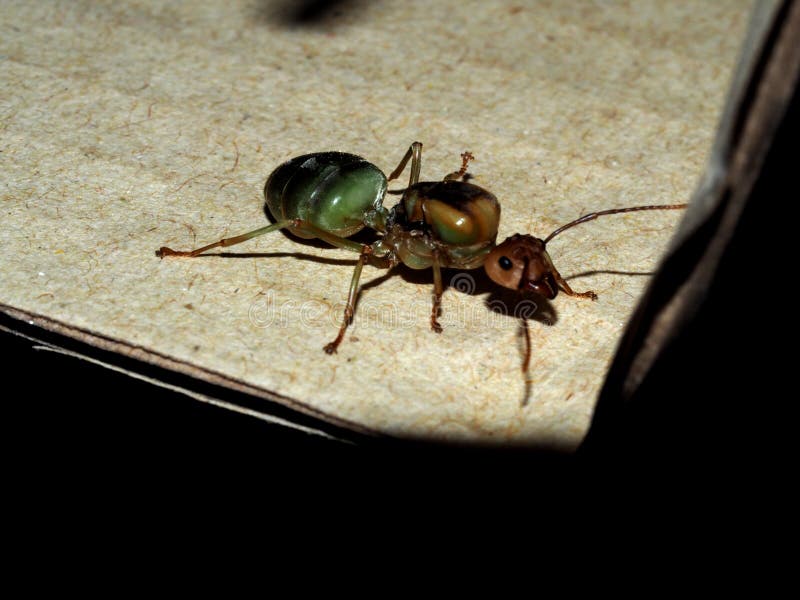 Formiga De Rainha Preta Isolada Imagem de Stock - Imagem de comunidade ...