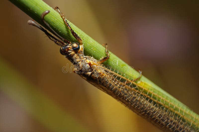 Formiga do leão foto de stock. Imagem de verde, selvagem - 875196