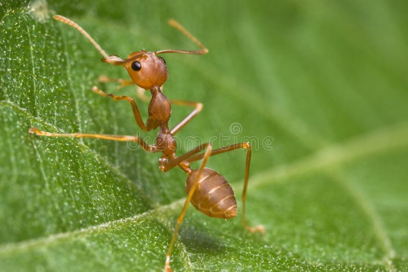 Rufa Do Formica Da Formiga Na Grama Imagem de Stock - Imagem de inseto ...