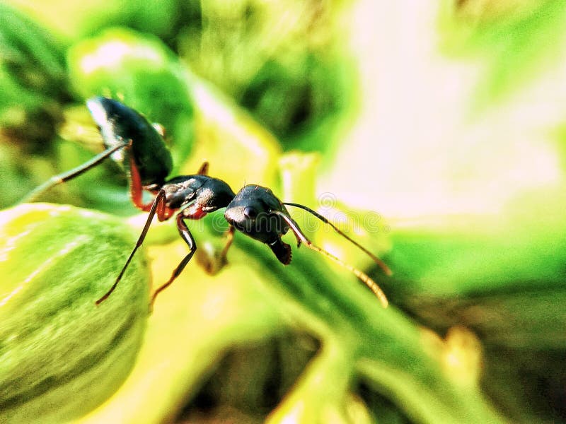 Formiga gigante imagem de stock. Imagem de gigante, formiga - 18458797