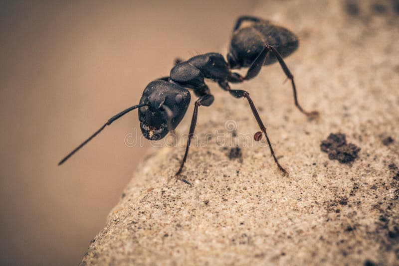 1,169 Formiga Gigante Fotos - Fotos de Stock Gratuitas e Fotos Royalty ...