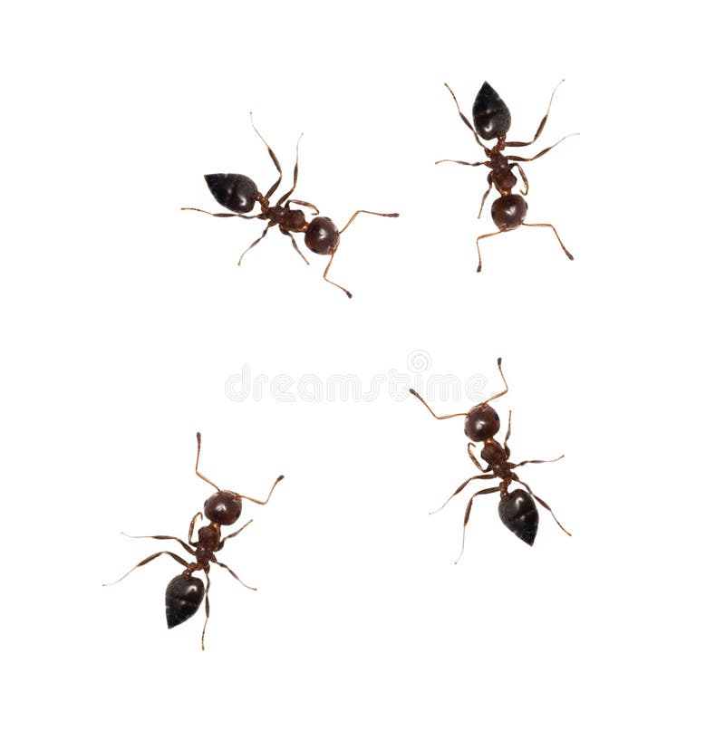Formiga Isolada No Fundo Branco Foto de Stock - Imagem de animal ...