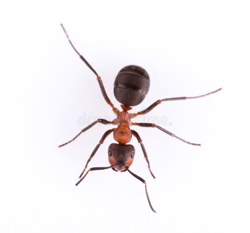 Formiga Isolada No Fundo Branco Imagem de Stock - Imagem de formiga ...