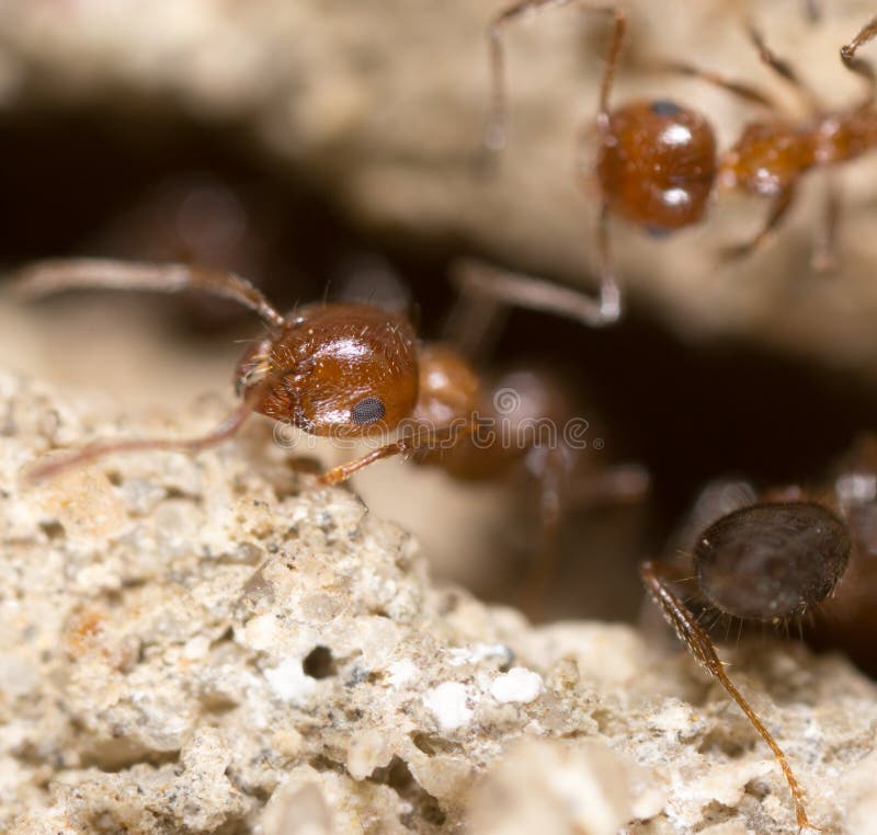 Formiga Na Terra Macro Super Foto de Stock - Imagem de selvagem ...