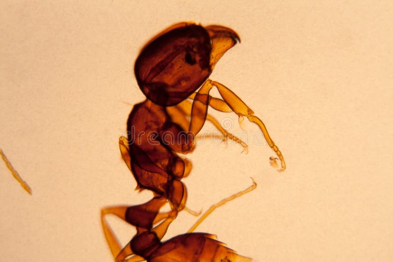 Formiga no microscópio foto de stock. Imagem de estrutura - 111146794