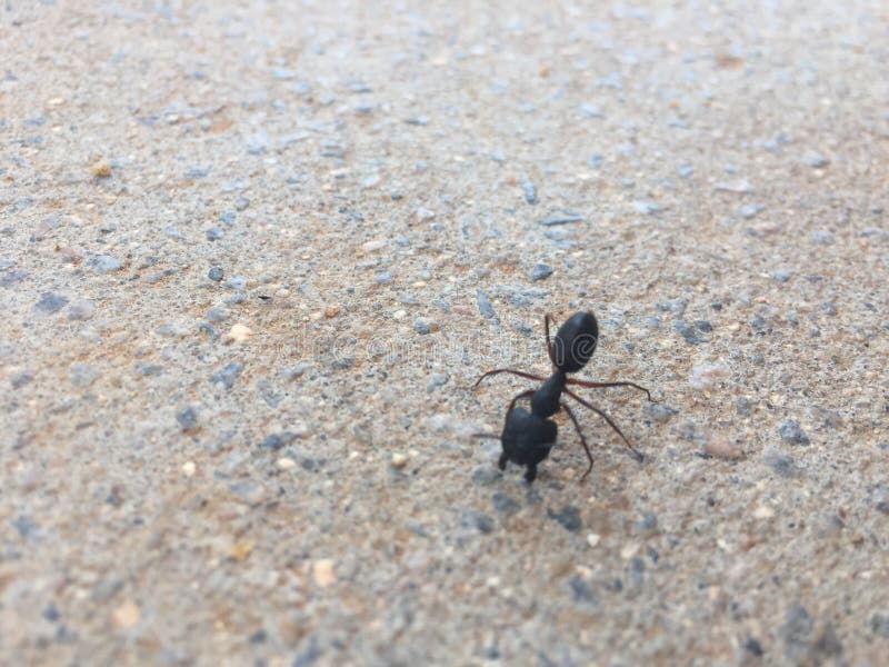 imagens de stock Formiga Preta - Baixe 1,032 Royalty Free