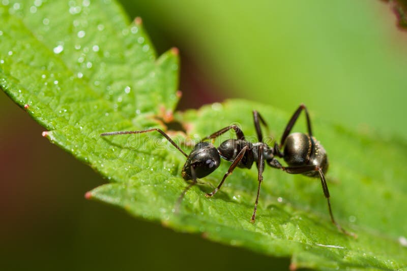 14,950 Formiga Preta Fotos - Fotos de Stock Gratuitas e Fotos Royalty ...
