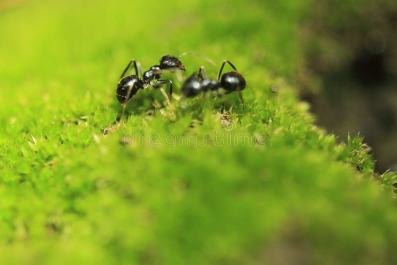 Formiga preta do jardim foto de stock. Imagem de animal - 40155582