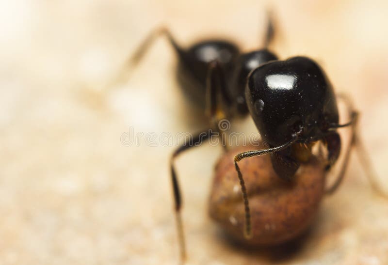 Formiga Preta Do Trabalhador Foto de Stock - Imagem de jardim, colônia ...