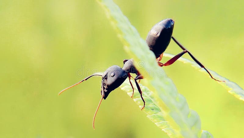 Formiga Preta, Formiga Gigante Imagem de Stock - Imagem de fotografia ...