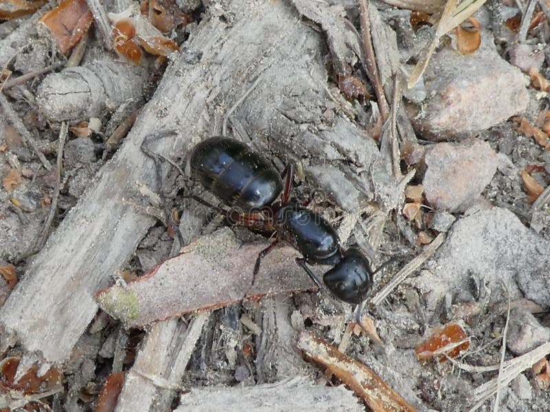 Formiga grande com asas imagem de stock. Imagem de grande - 5658341