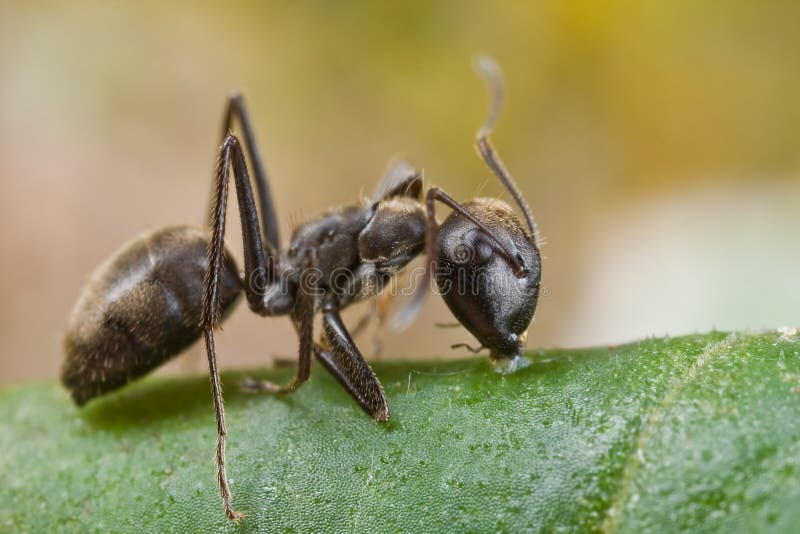 Formiga preta na folha imagem de stock. Imagem de formiga - 13226439