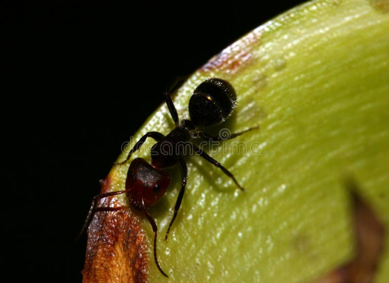 Formiga Preta Na Folha Verde Foto de Stock - Imagem de trabalhador ...