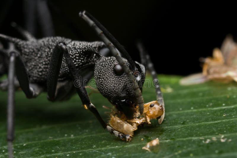 1,301 Formiga Preta Fotos - Fotos de Stock Gratuitas e Fotos Royalty ...