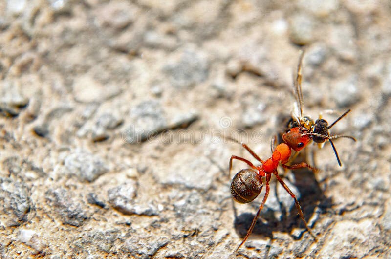 Uma Casca De Inseto Morta No Coqueiro Foto de Stock - Imagem de molho ...